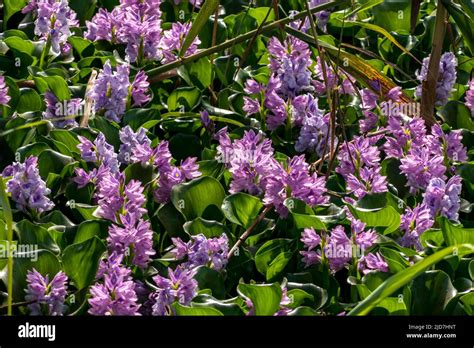 Common Water Hyacinth Flowers In The Pond Closeup Israel Stock Photo