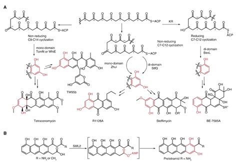 New Insights Into Bacterial Type Ii Polyketide F1000research