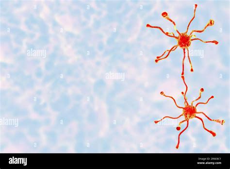Nerve Cells Of The Human Brain Neurons Computer Illustration Stock