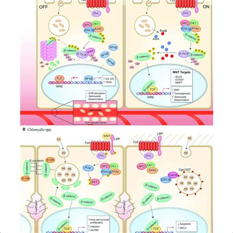 Canonical Wnt Signaling Manipulation During Bacterial Infection Of