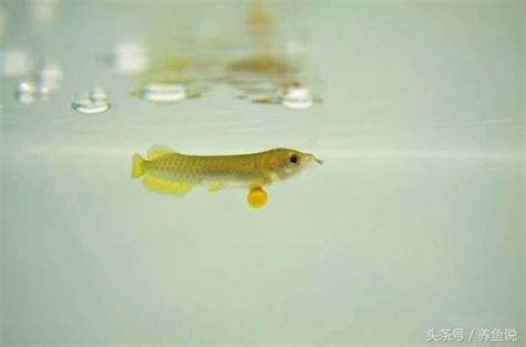 觀賞魚餵食七大重要準則3：觀賞魚不該這麼餵食，飼料太大不好 每日頭條