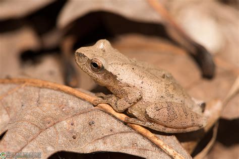 Spring Peeper
