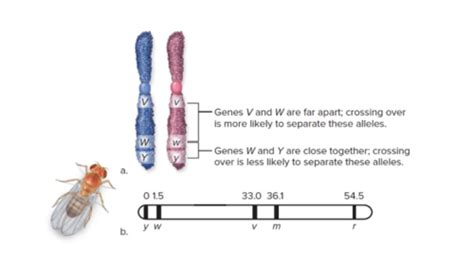 Chapter 10 Test 2 Bio Flashcards Quizlet