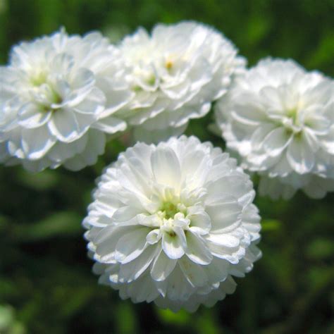 Marshmallow Sneezewort Achillea Ptarmica Marshmallow Servescape