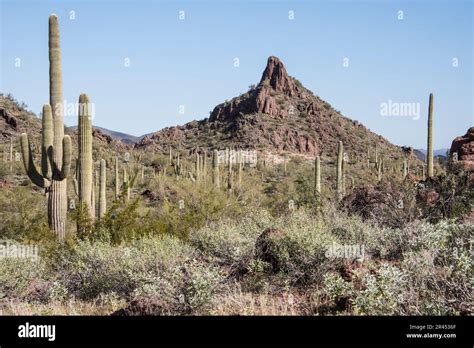 Puerto Blanco Drive North End Blue Sky Scenic Landscape Saguaro
