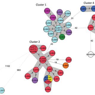 Minimum Spanning Tree Of Core Genome Multilocus Sequence Typing With