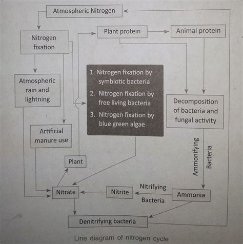 Illustrate The Nitrogen Cycle And Explain Using A Flow Chart