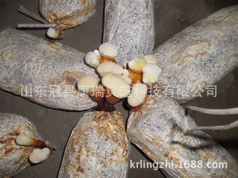 鲜灵芝菌棒 山东灵芝盆景种植 林下栽培灵芝菌棒 灵芝种苗 灵芝花 阿里巴巴