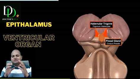 Anatomy And Function Epithalamus And Venticular Organphysics Wallah