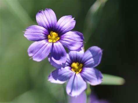Blue Eyed Grass Sisyrinchium Bellum White Flowering Plants Grass