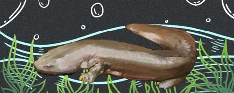蝾螈和娃娃鱼一样吗，有什么区别 鱼百科