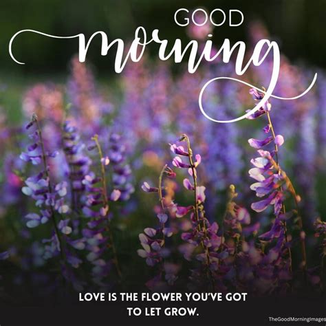 Extensive Collection Of Full 4k Good Morning Images With Quotes Over