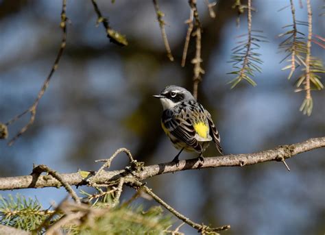 Myrtle Warbler Aka Yellow Rump Warbler Feederwatch