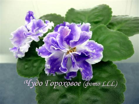 Фиалка Чудо Гороховое