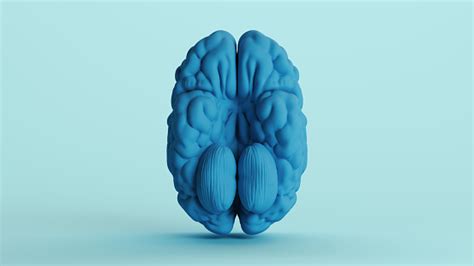 파란 인간의 뇌 해부학 기관 지능 신경학 생각 마음 부드러운 음색 배경 바닥보기 0명에 대한 스톡 사진 및 기타 이미지 0명 3차원 형태 Mental