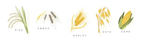 Premium Vector Grass Grain Cereal Ripe Crops And Agricultural Plant
