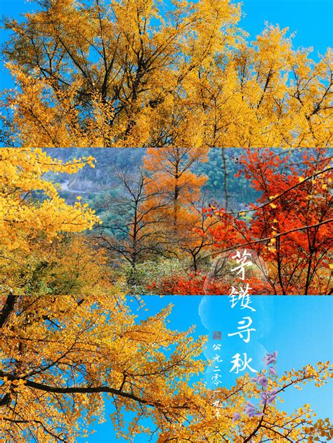 茅镬村银杏 茅镬村 银杏 大山谷图库