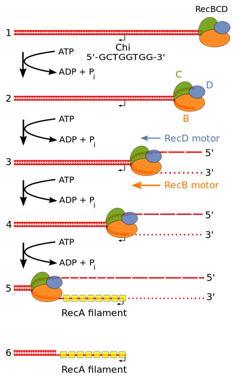 Exonuclease Enzymes At Melinda Morris Blog