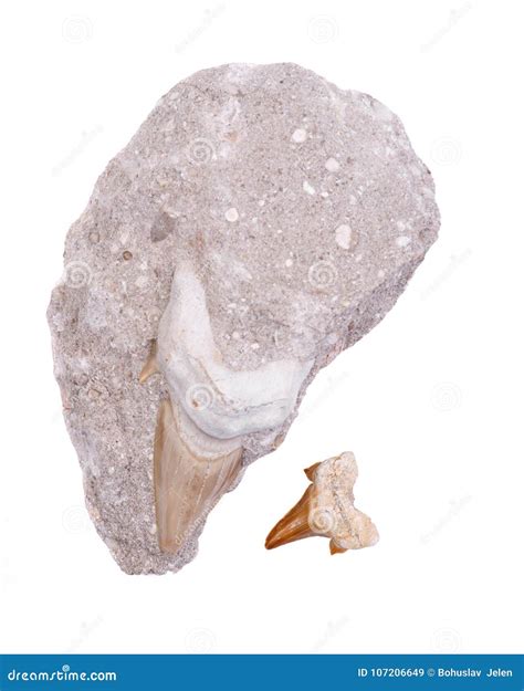 Fossil Shark Tooth Embedded In A Piece Of Miocene Limestone From