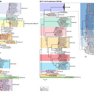 Phylogenetic Analysis Of Polymerase RdRp And Capsid VP1 Regions Of