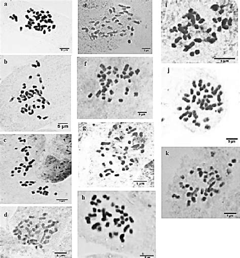 Mitotic Metaphase Photomicrographs Of Six Date Palm Cultivars And Two Download Scientific