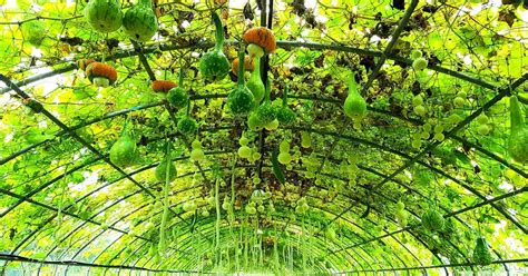 [포토친구] 주렁주렁 가을 열매