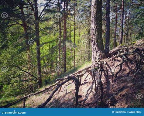 Pine Forest And Naked Roots In Sand Dune Stock Image Image Of Naked