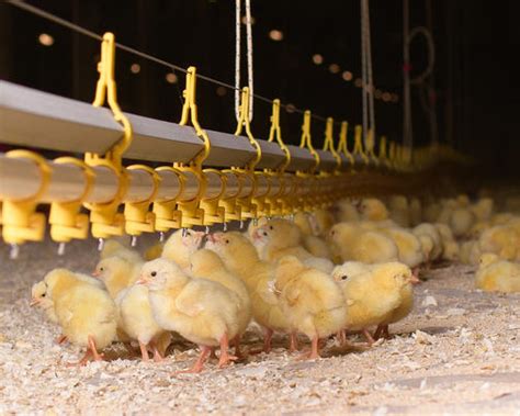 E On a instalat la producătorul de carne de pasăre Oncos Transilvania