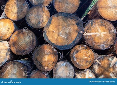 Stack Of Tree Trunks With Markings Recorded In The Forest In Horizontal Format Stock Image