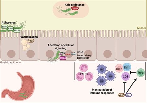 Frontiers Effects Of Helicobacter Pylori Infection On Intestinal Microbiota Immunity And