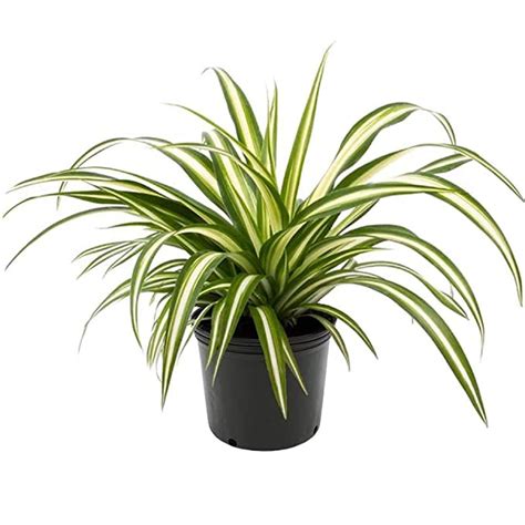 Spider Plant Welcome To Swadesh