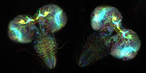 Cientistas criam mapa detalhado do cérebro de larva de mosca das frutas