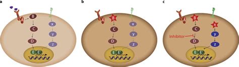 consequences of redundant signaling pathways a in normal cells