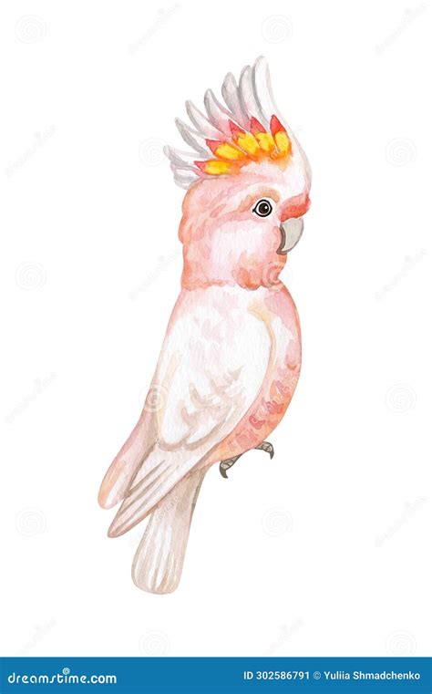 Pink Cockatoo Galah Parrot With Gum Tree Yellow Flower And Green Leaves