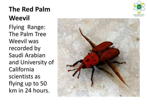 The Nanotechnology Palm Tree Weevil Killer Pptx