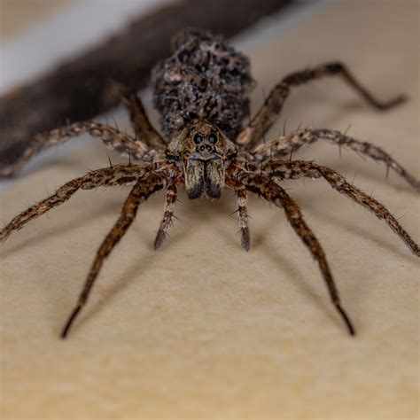 The 5 Most Common Spiders In New York Homes Knockout Pest Control