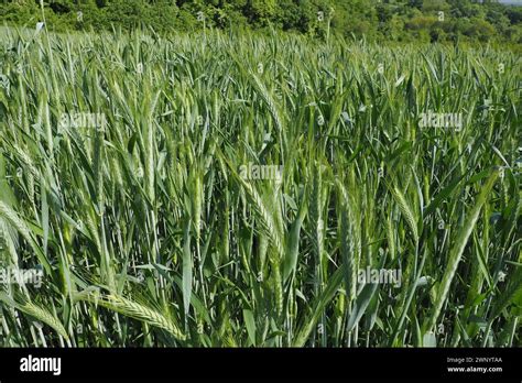 Wheat Grows In The Field Triticum Wheat Is A Genus Of Herbaceous