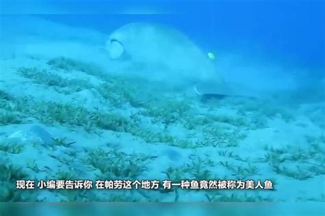 世上原来真的有美人鱼被神化的美人鱼在帕劳想见它一面非常难 帕劳 美人鱼 一面