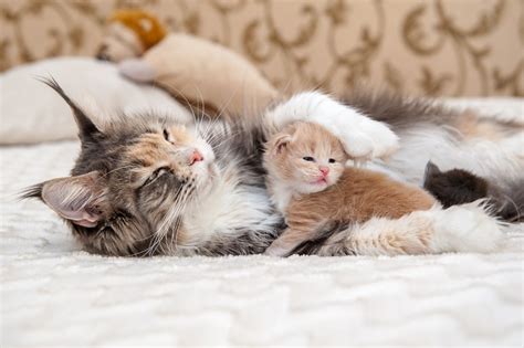 Біла Біла швейцарська вівчарка Kennel Star Basan House