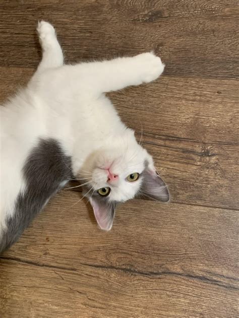 Photos Of My Gorgeous Floof Named Eevee R Catpictures