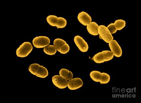 Lactobacillus Bacteria Photograph By Stem Jems Pixels