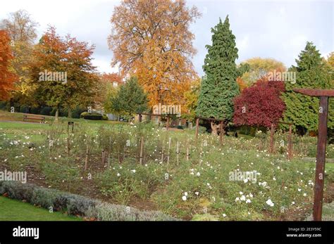 Abington Park Northampton Rose Garden Rose Bed Planted Plants Winter