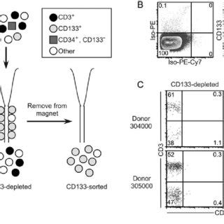 CD Cells Isolated By Magnetic Sorting Are Minimally Contaminated Download Scientific
