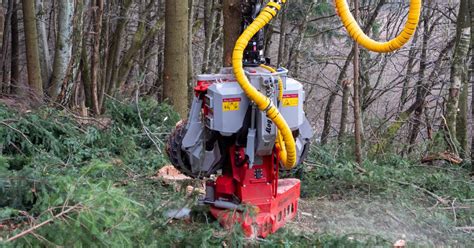 Cuoq Forest Diffusion Saint Pal De Mons