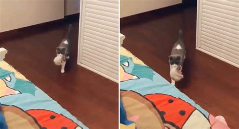 Tik Tok Gatita Se Vuelve Viral Al Presentar “formalmente” A Su Cría