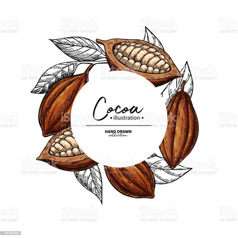 코코아 프레임입니다 벡터 Superfood 드로잉 템플릿입니다 과일 잎 및 콩 조각입니다 0명에 대한 스톡 벡터 아트 및 기타