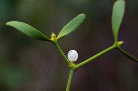 Mistletoe Free Stock Photo Public Domain Pictures