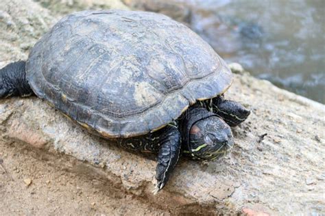 Asian Box Turtles It Is A Slow Moving Reptile Enclosed In A Scaly Or