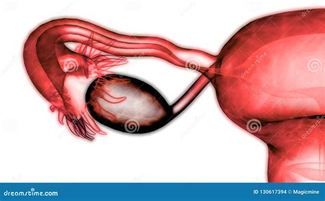 Human Body Organs Female Reproductive System Anatomy Stock Illustration