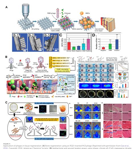 Figure 1 From Genetically Engineered Bacteriophages As Novel Nanomaterials Applications Beyond